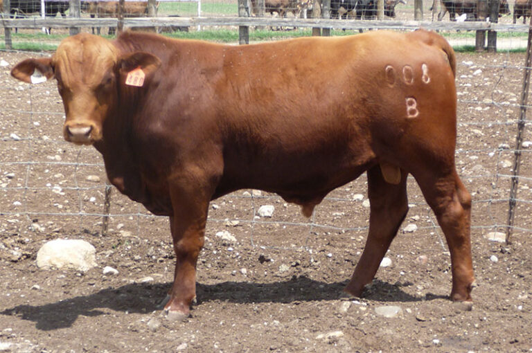 Red Brangus Cattle - Buffaloe Cattle Company