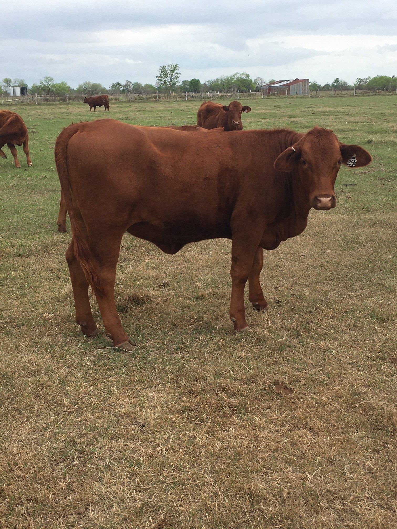 Bulls – Buffaloe Cattle Company