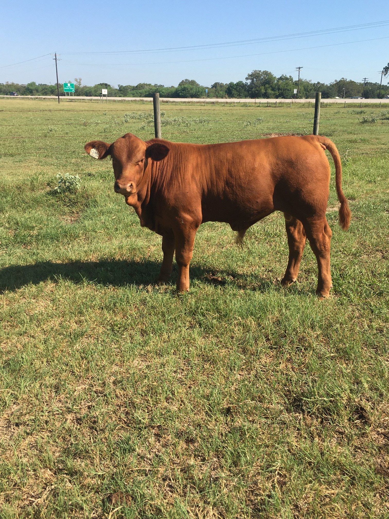 Bulls – Buffaloe Cattle Company