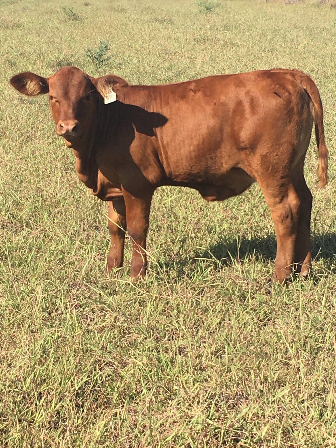 Heifers – Buffaloe Cattle Company